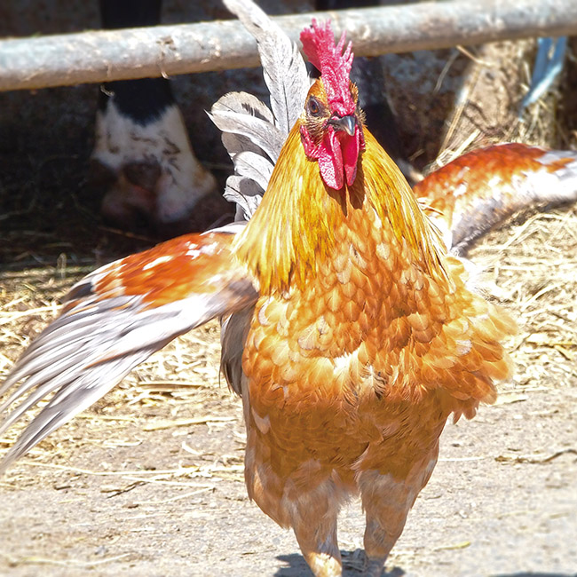 A 7-bedroom holiday rental farmhouse in Corfe Castle, Dorset