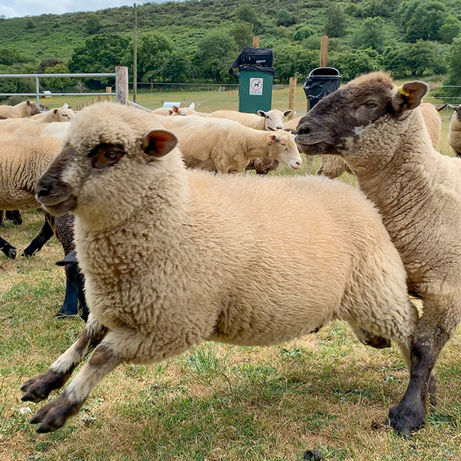 A 7-bedroom holiday rental farmhouse in Corfe Castle, Dorset