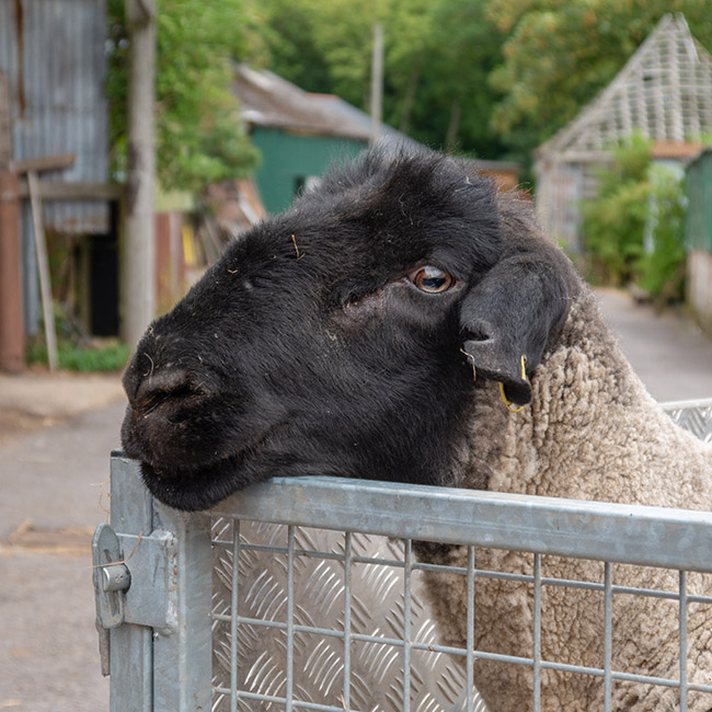 A 7-bedroom holiday rental farmhouse in Corfe Castle, Dorset